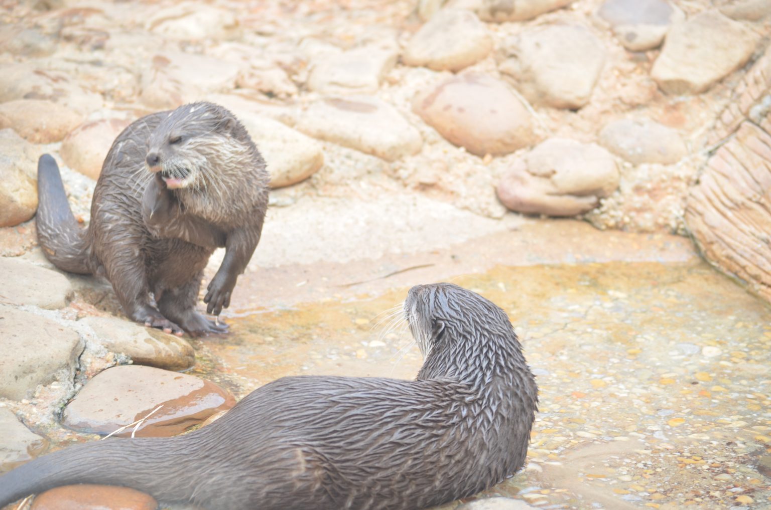 These Large and Small Texas Zoos Have Zookeeper for a Day Programs that ...